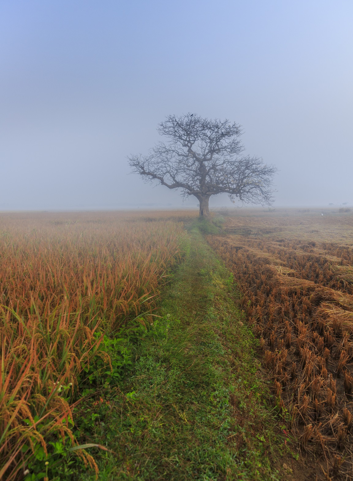 Mangalajodi bird sanctuary exploration by Stories n Tales