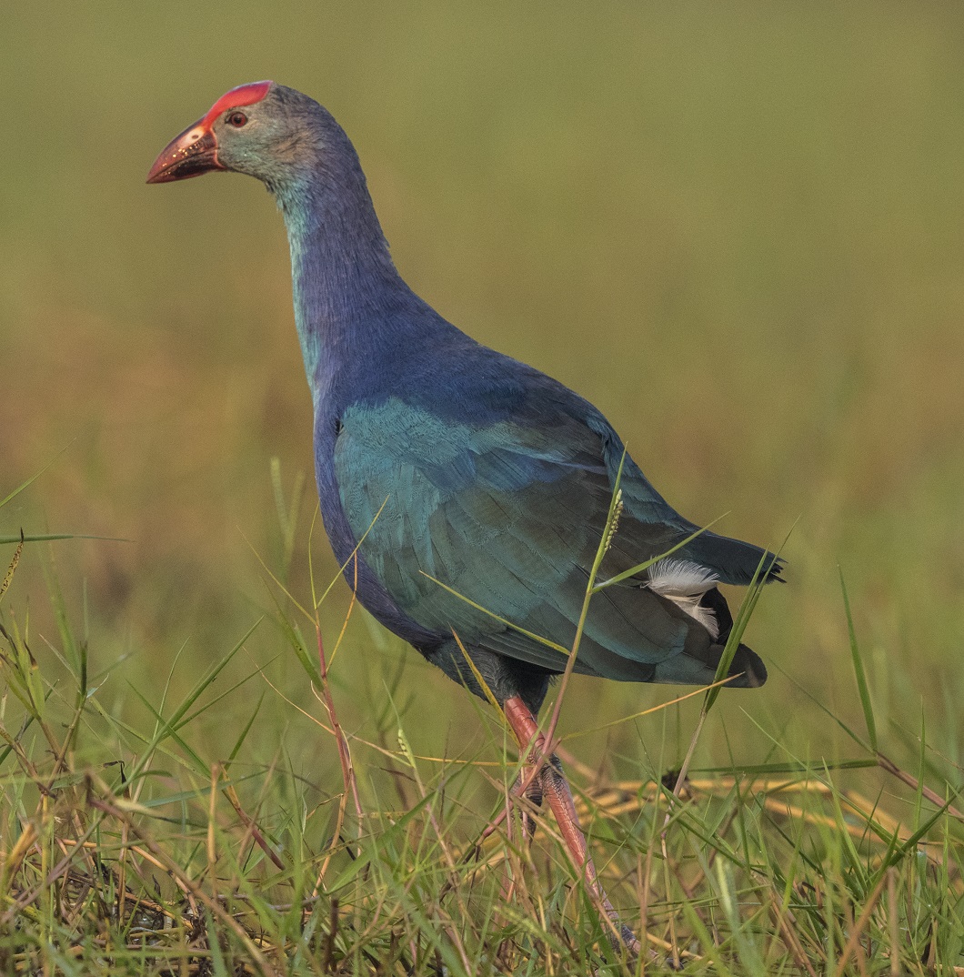Mangalajodi bird sanctuary exploration by Stories n Tales